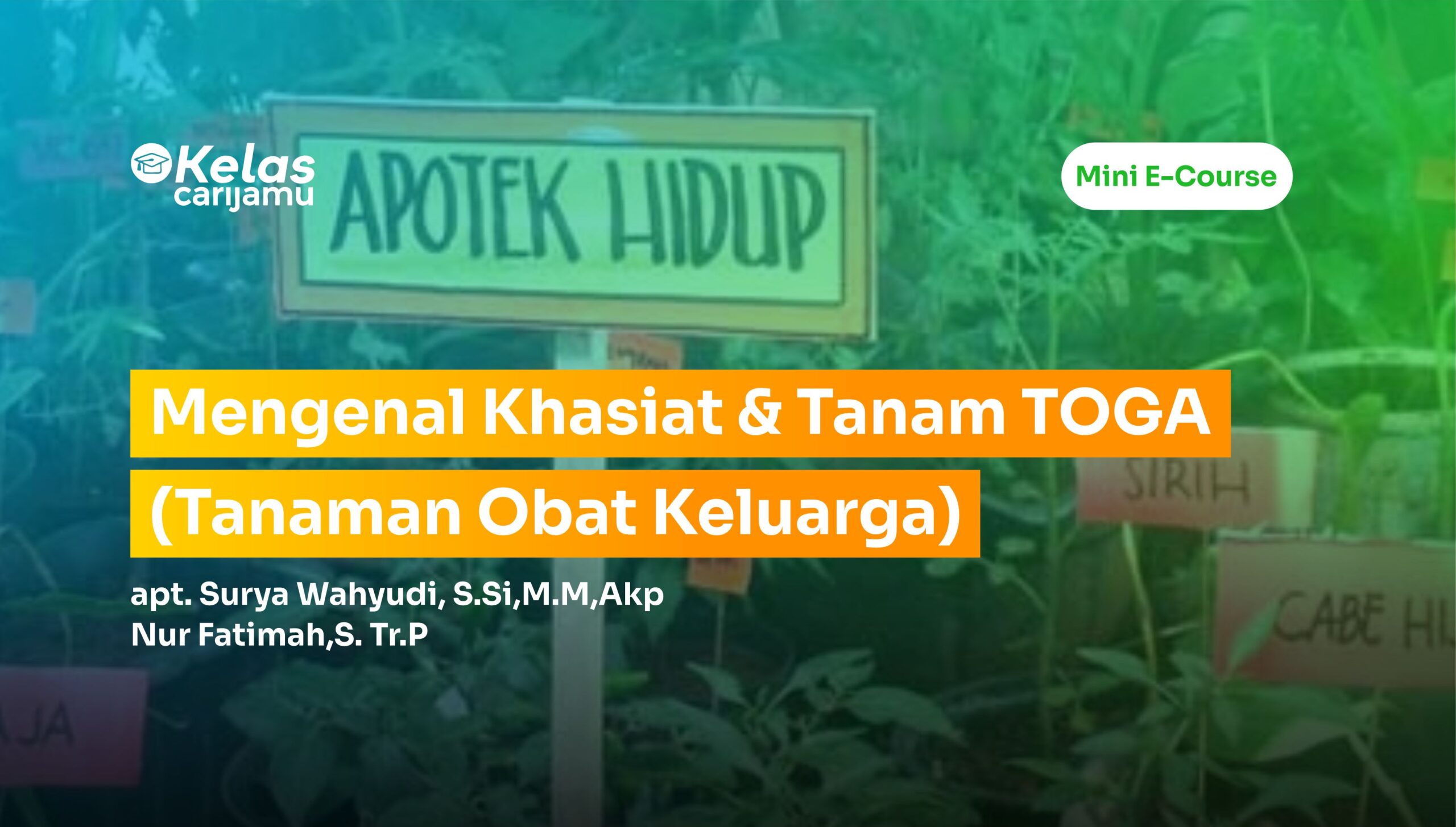 Mengenal Khasiat dan Tanam TOGA (Tanaman Obat Keluarga) – Jadipraktisi.com
